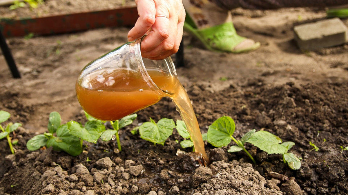 Stop Fertilizer Leaching: Protect Water and Save Money – Fancy Chicken