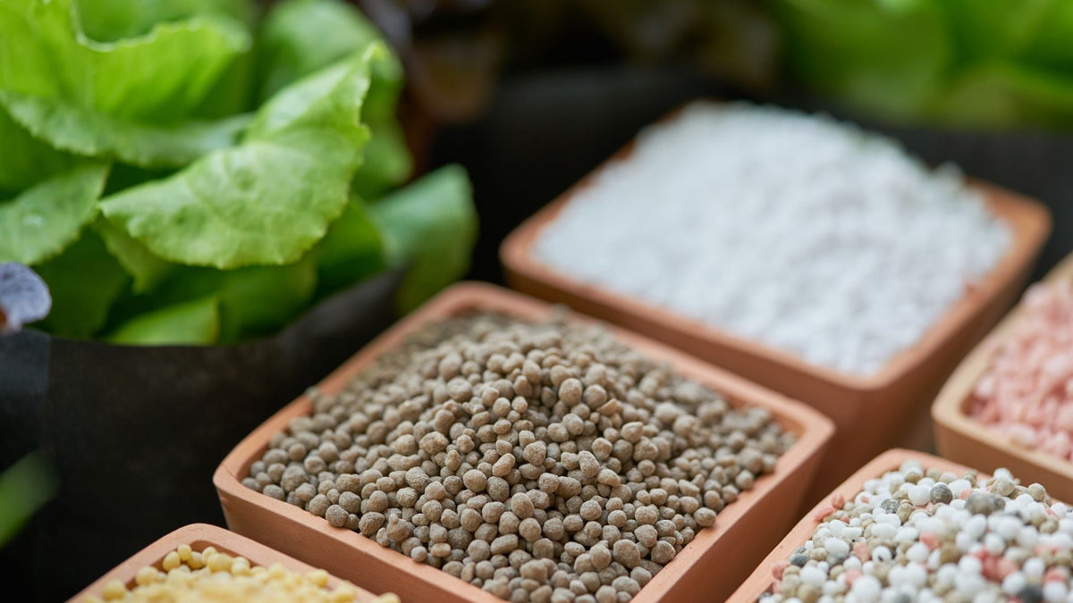 NPK Fertilizer Guide: Complete Plant Nutrition for Gardeners – Fancy ...